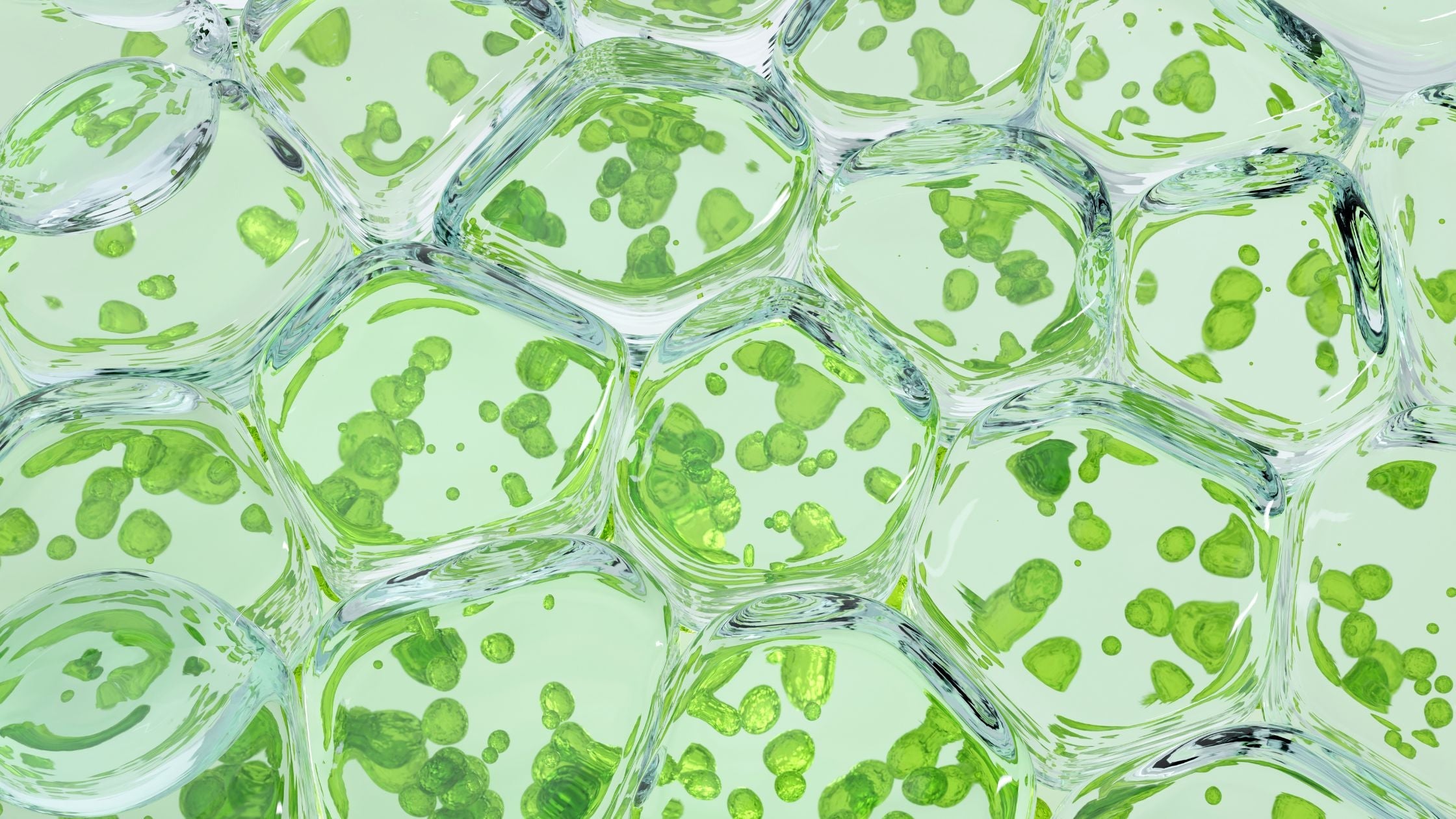 The Amazing Benefits of Chlorophyll: Nature's Green Powerhouse – The ...