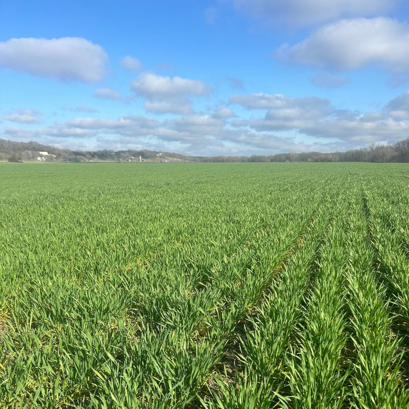 Pines Wheatgrass | The Original Organic Plant-based Superfoods Company ...